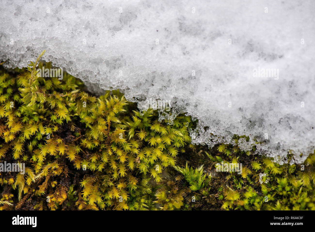 Seasons concept winter fall hi-res stock photography and images - Alamy