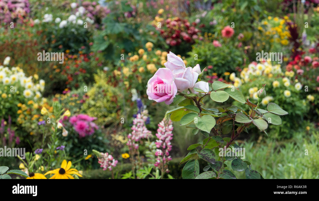Pink Rose In Garden Stock Photo - Alamy