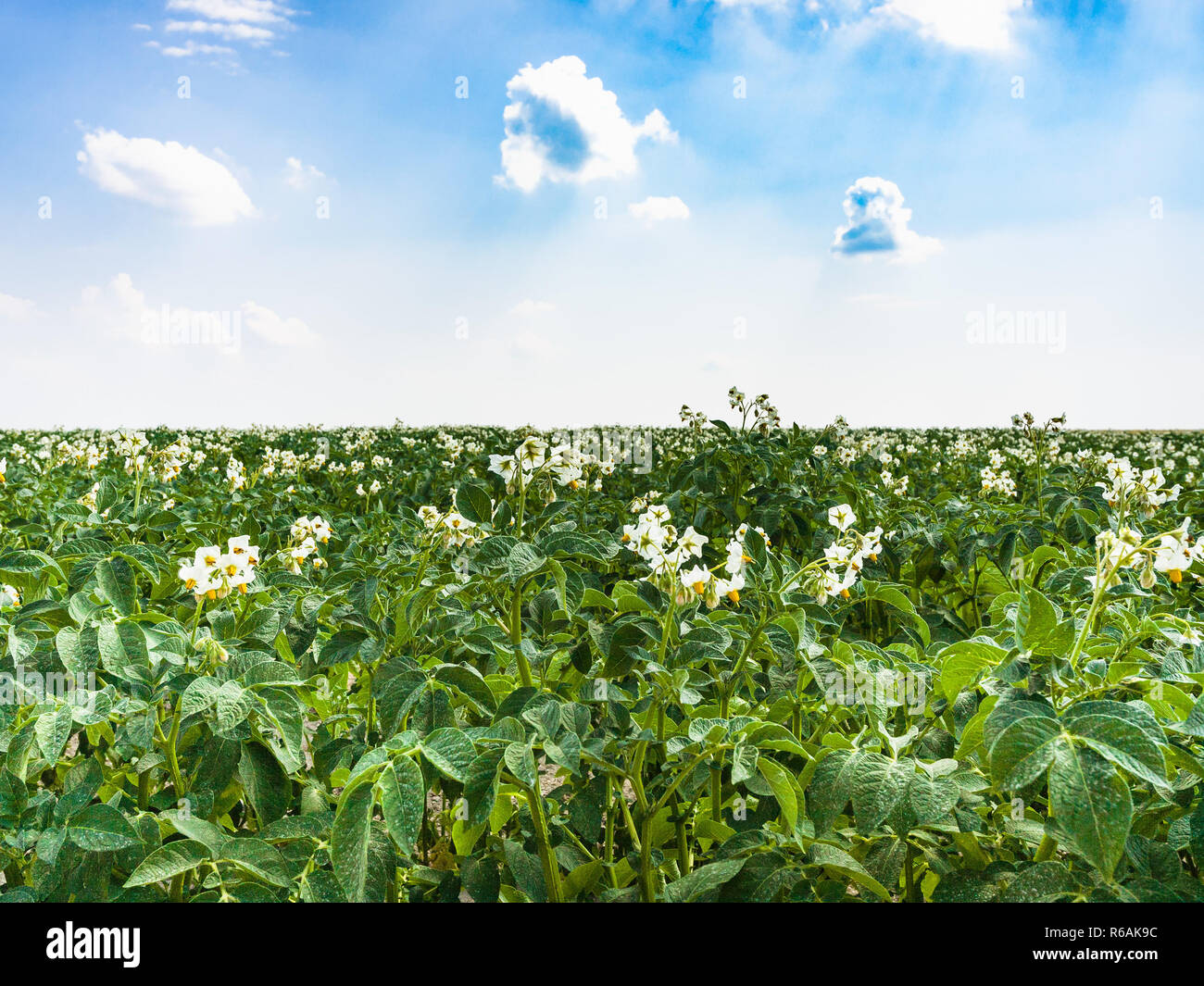 Potatoe farming europe hi-res stock photography and images - Alamy