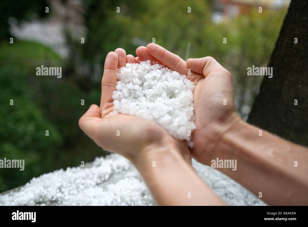 Holding freezing granulated hail ice crystals, grains in hands after ...