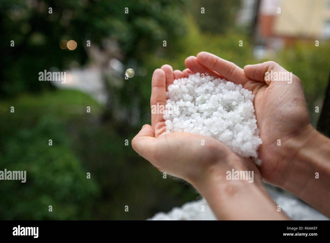 Holding freezing granulated hail ice crystals, grains in hands after ...