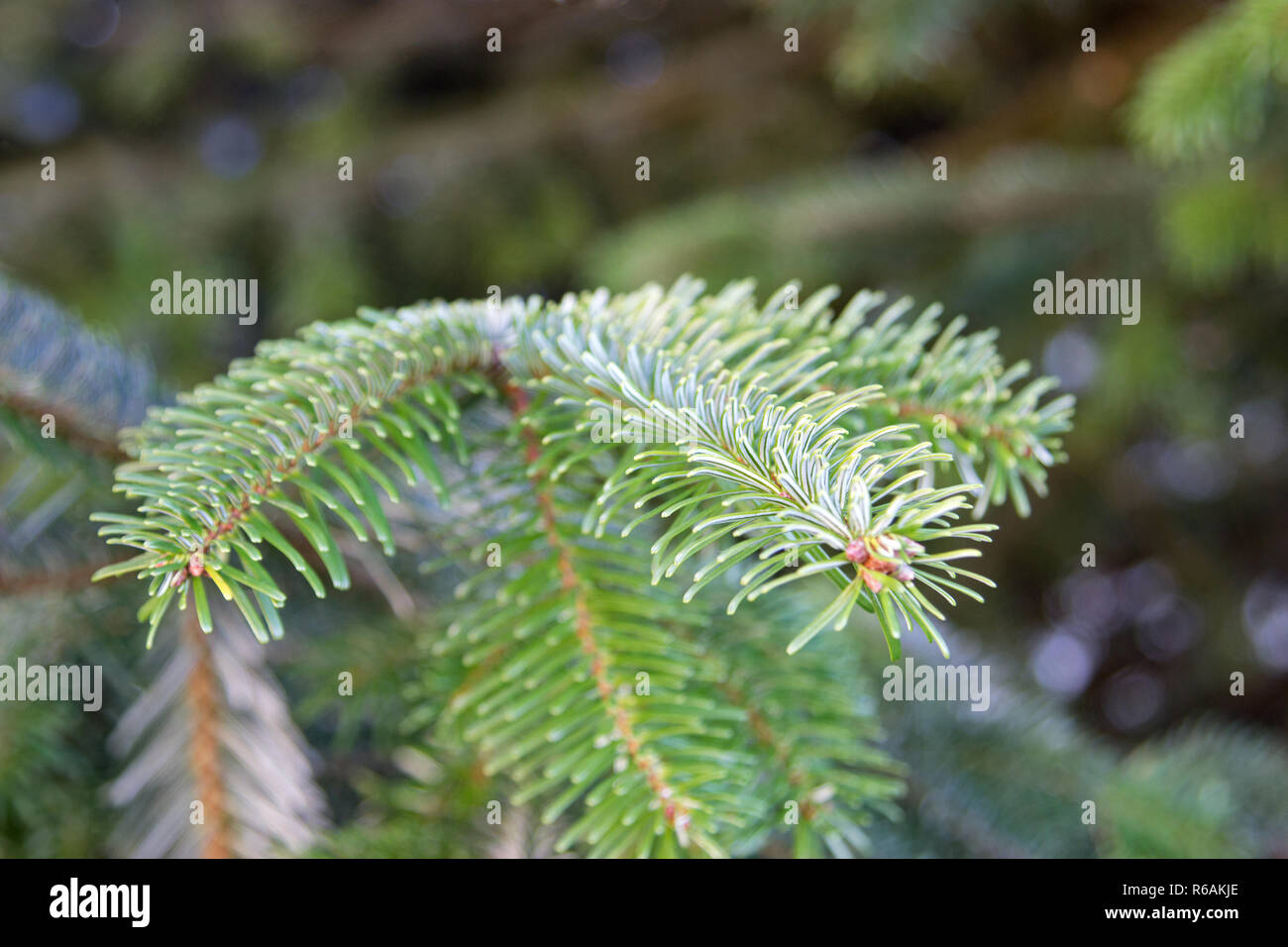 Firm spruce hi-res stock photography and images - Alamy