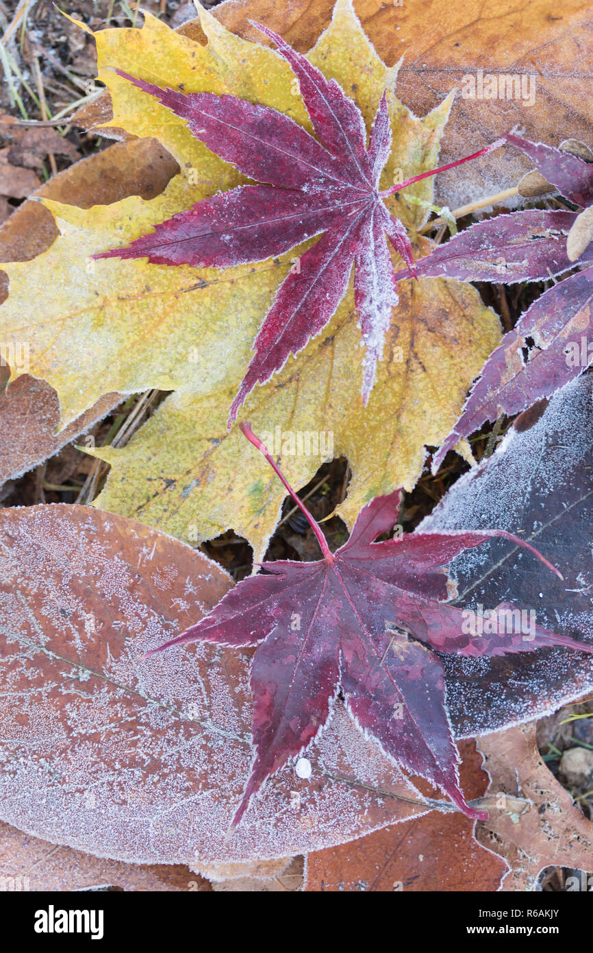 Diamond dust weather hi-res stock photography and images - Alamy