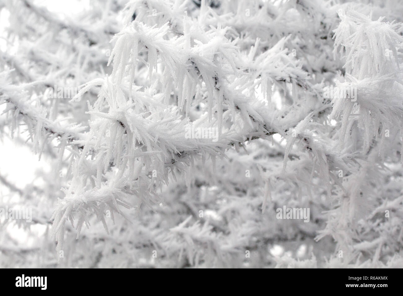 White frosty spikes hi-res stock photography and images - Alamy