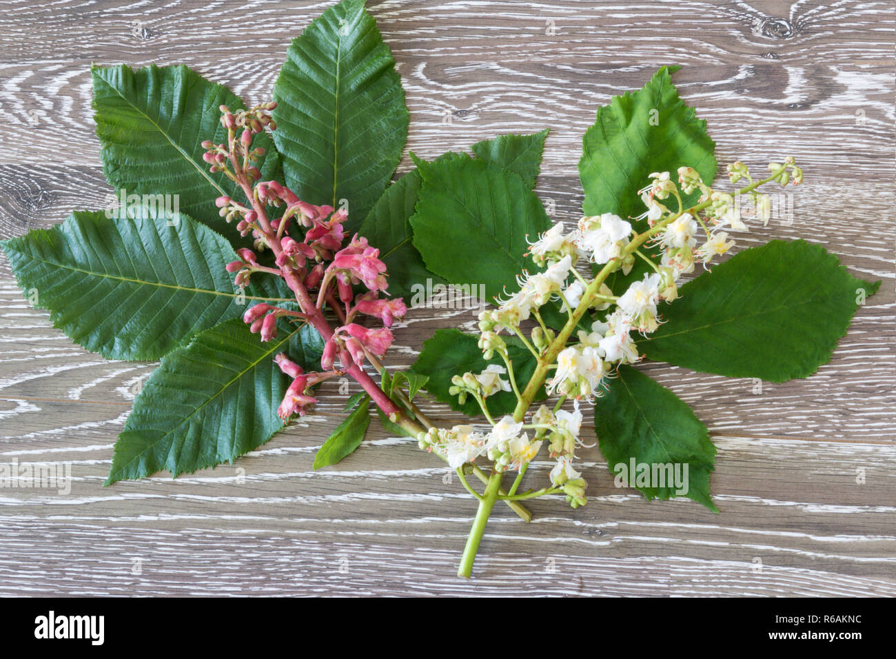 Red And White Chestnut Blooms For Bach Flower Remedies Stock Photo - Alamy