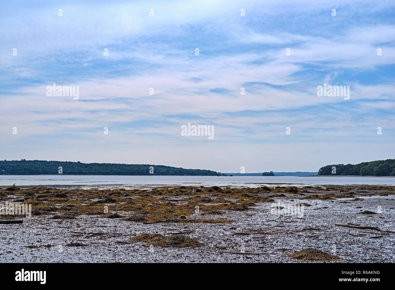 Wide view of the seaweed covered mud flats at Searsport, Maine at low ...