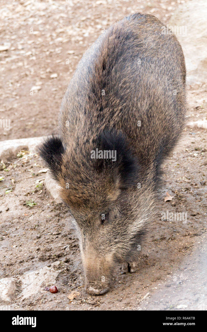 Wild boar city park hi-res stock photography and images - Alamy