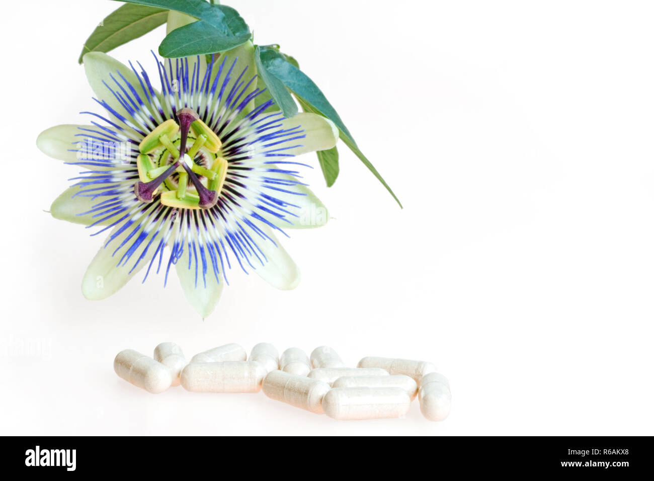 Passion Flower With Capsules Over White Background Stock Photo - Alamy