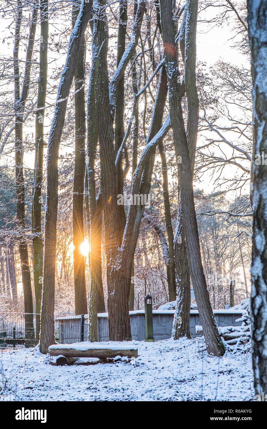 Fir Trees Under Snow , Sun Rays Shine Through Stock Photo - Alamy