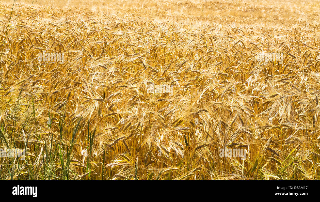 yellow ripe rye on field in Brittany Stock Photo - Alamy
