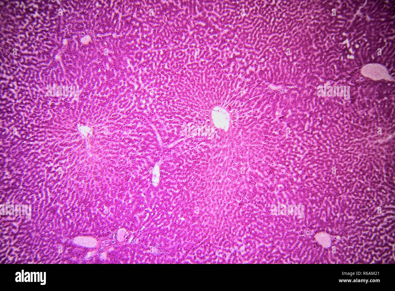 Liver Cells Under Microscope Labeled at Leonard Mitchell blog