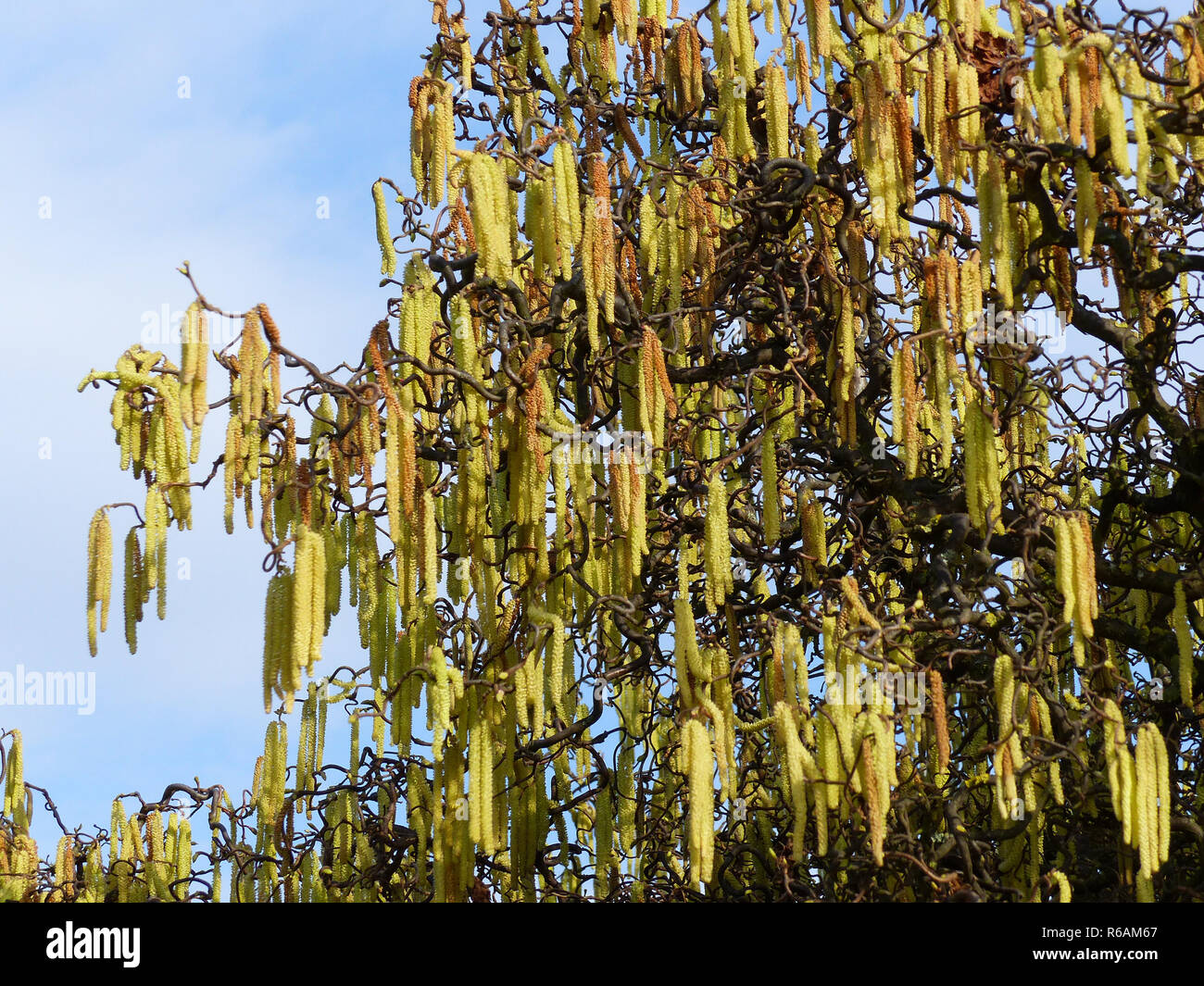 Blooming Corkscrew Hazel, Symbol For Pollen Allergy Stock Photo - Alamy