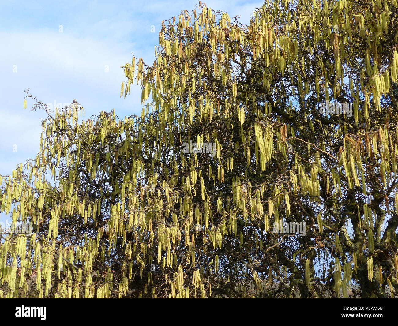 Blooming Corkscrew Hazel, Symbol For Pollen Allergy Stock Photo - Alamy
