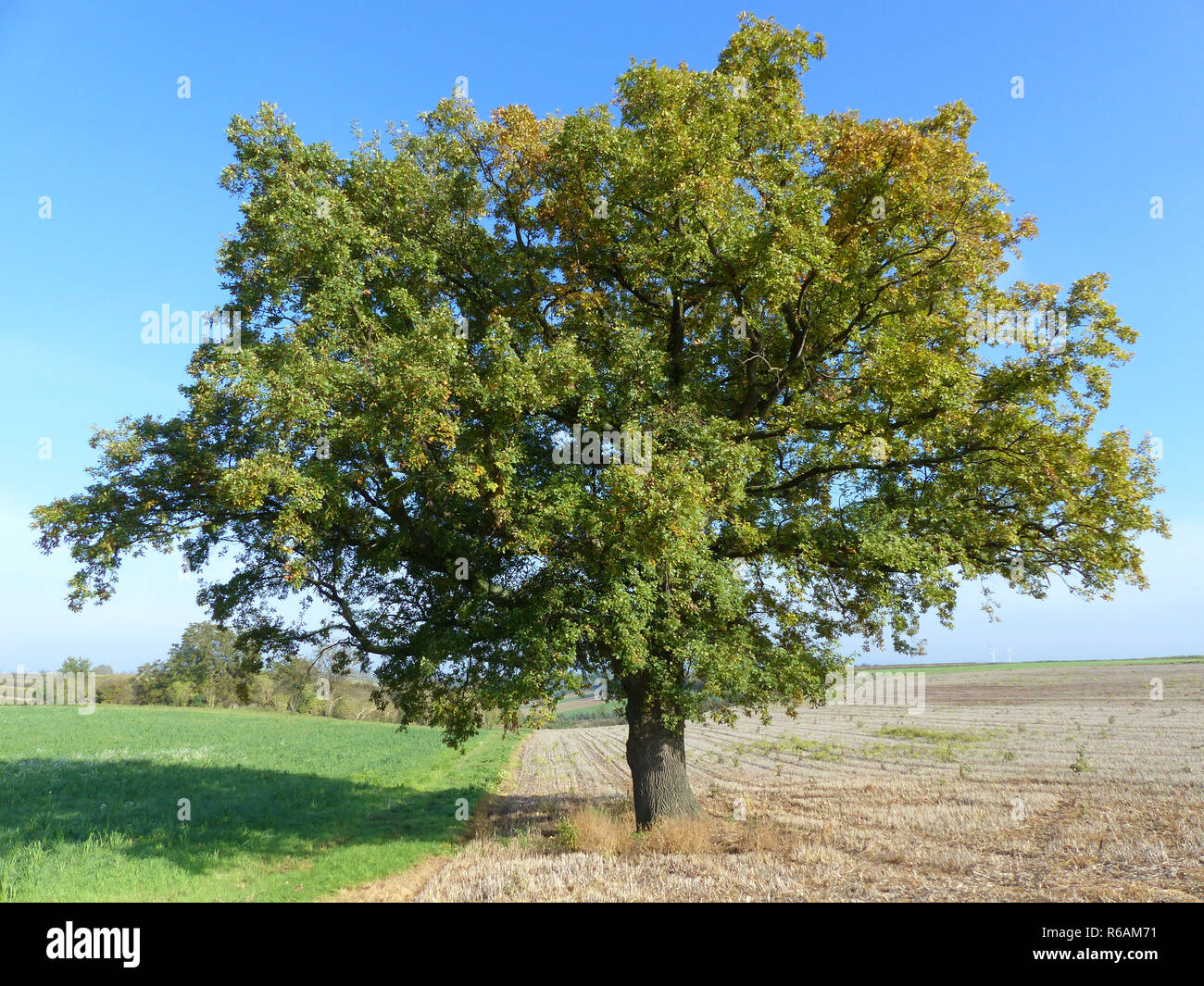 Oak Tree, Quercus Stock Photo - Alamy