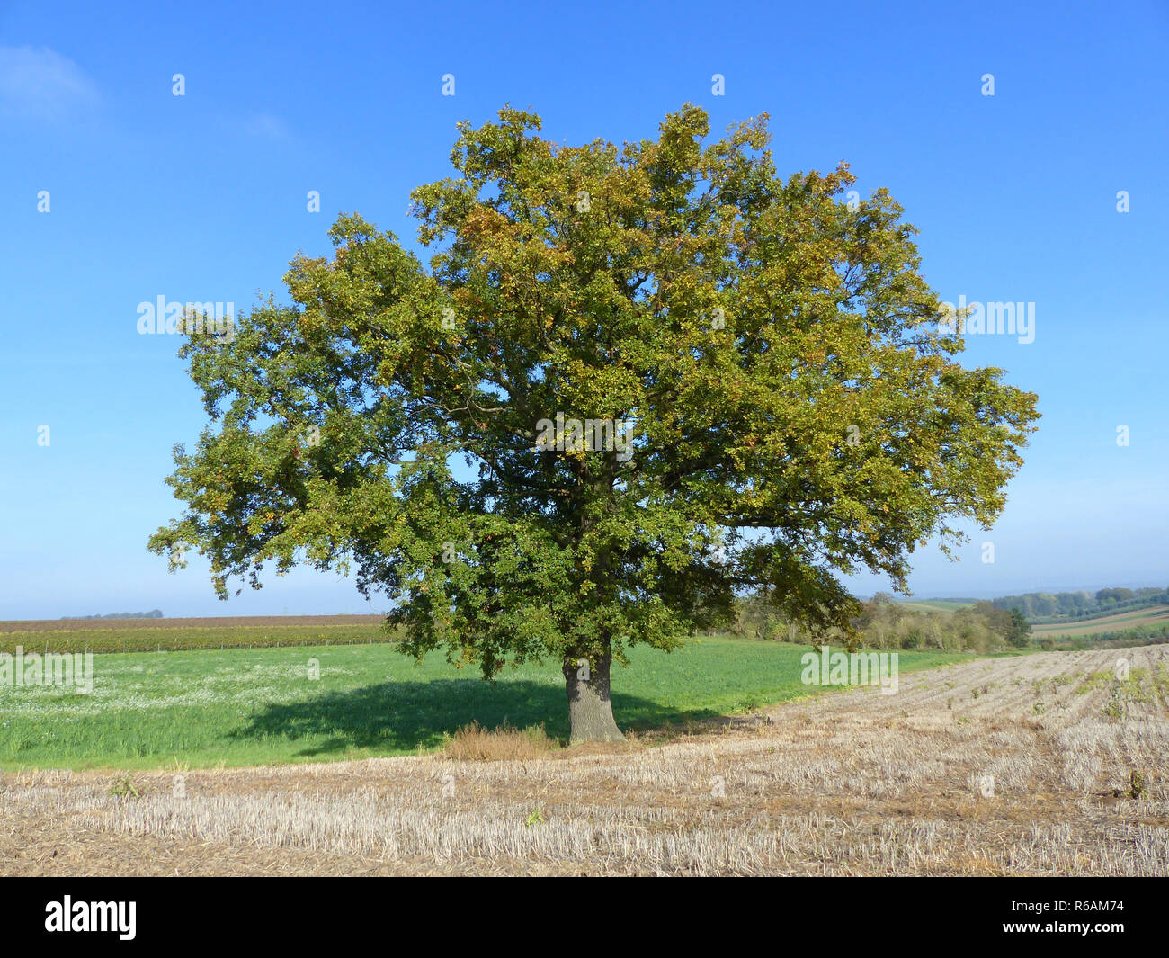 Oak Tree, Quercus Stock Photo - Alamy