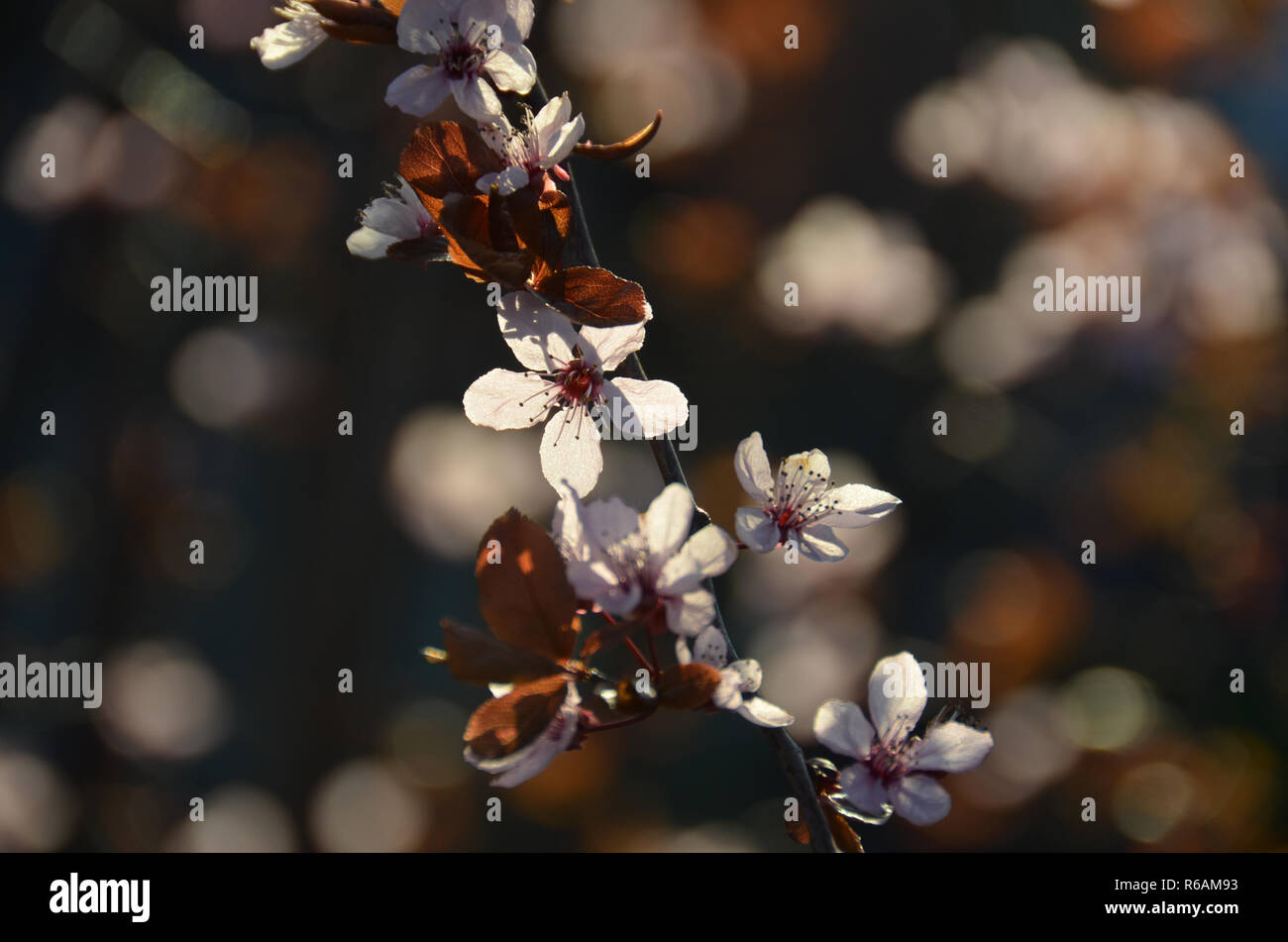 Ornamental Tree, Rosy Tree Blossoms Stock Photo - Alamy