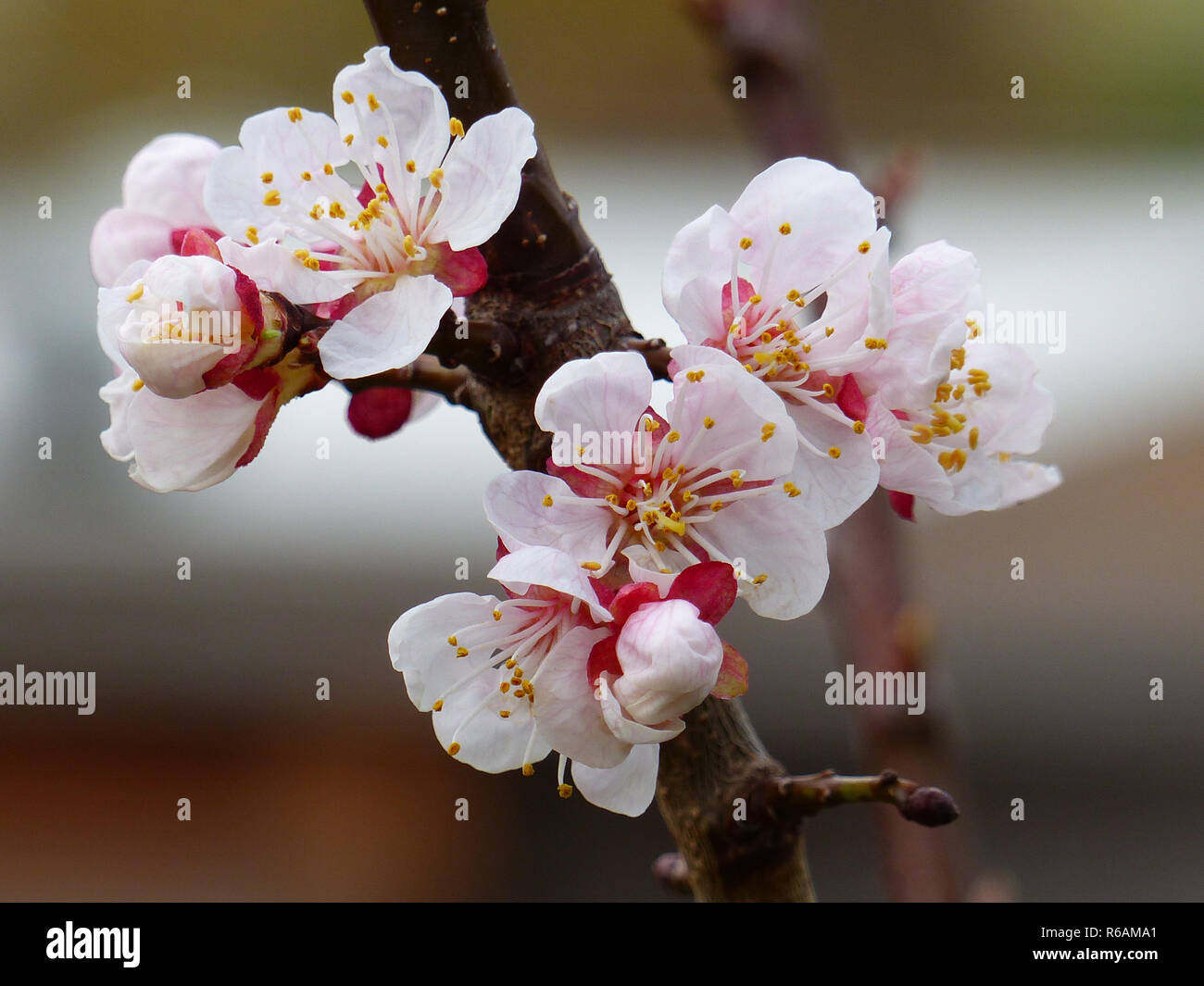 Branches of flowering apricots hi-res stock photography and images - Alamy