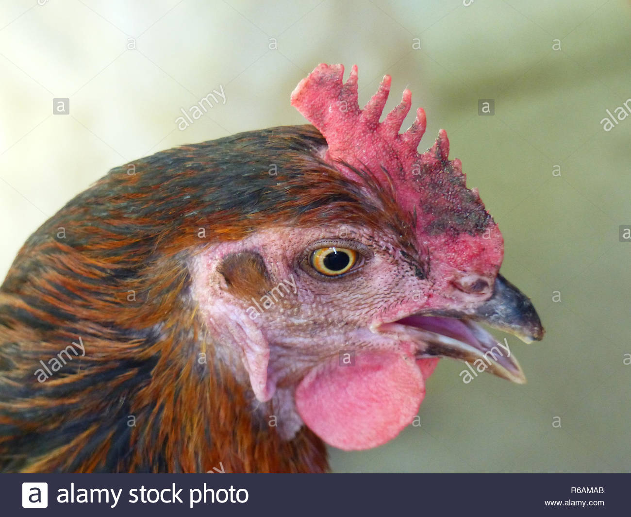 Maran Hen High Resolution Stock Photography and Images - Alamy