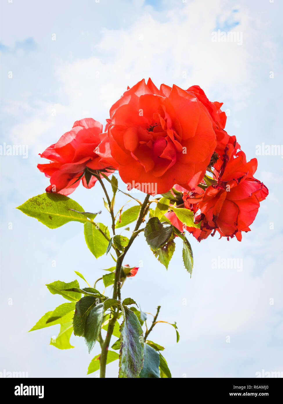 roses and blue sky with clouds on background Stock Photo - Alamy