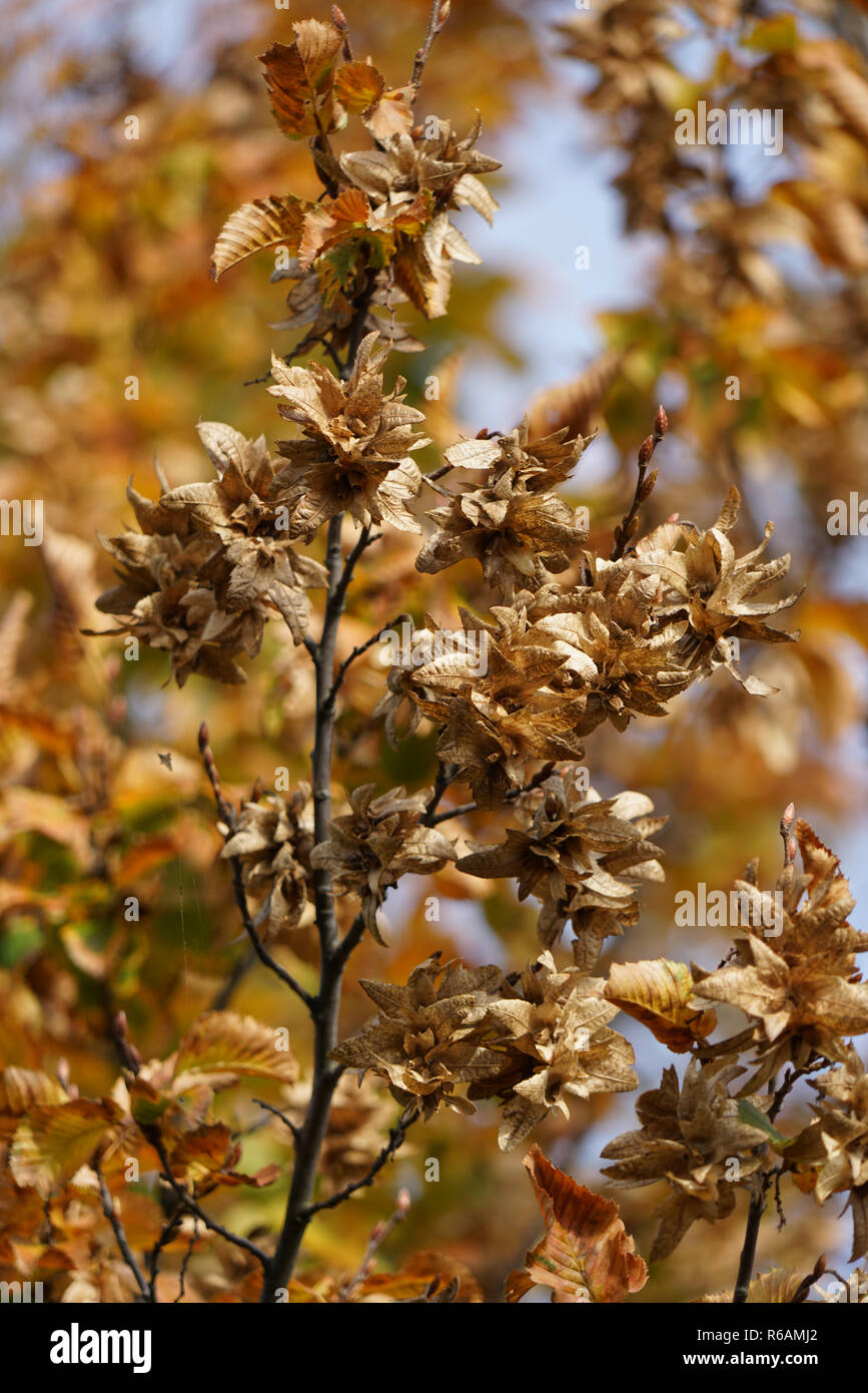 Buchenblatt hi-res stock photography and images - Alamy