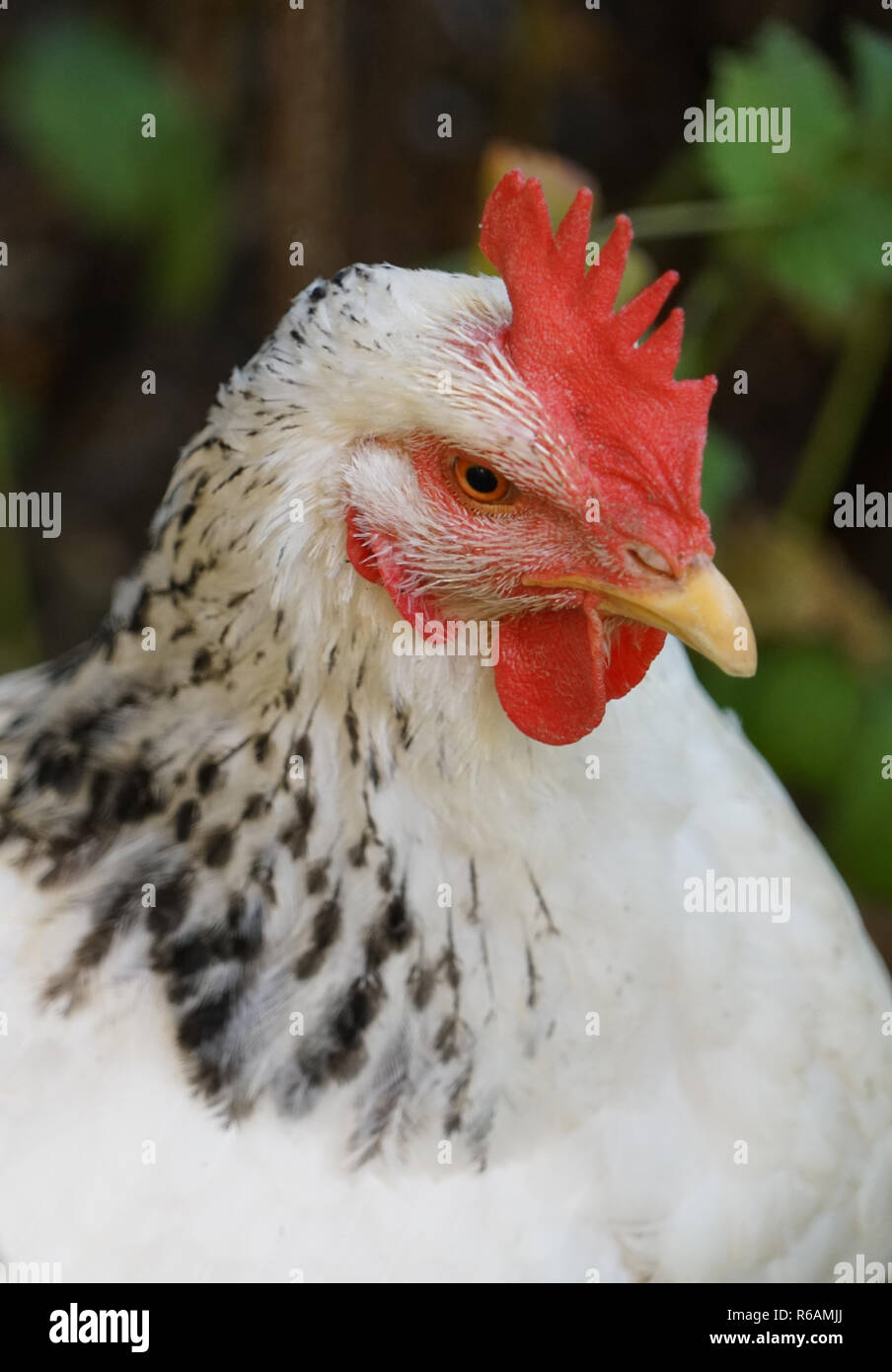 Light sussex hens hi-res stock photography and images - Alamy