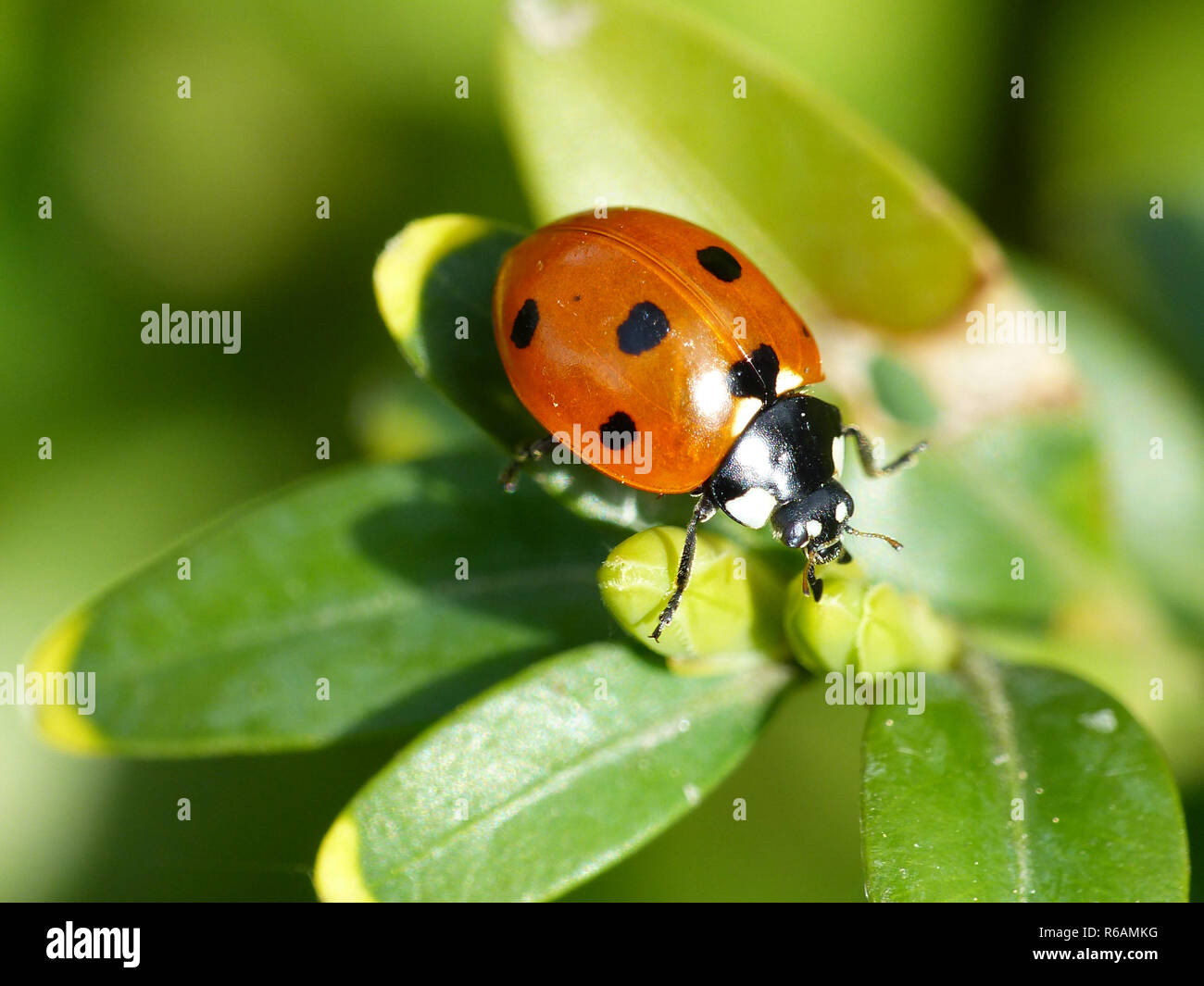 Boxwood beetle hi-res stock photography and images - Alamy