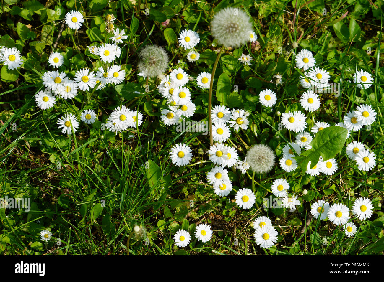 Daisies And Blowballs Stock Photo - Alamy