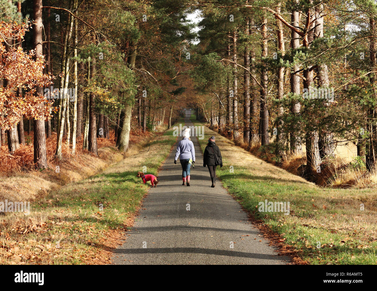 Females walking dog hi-res stock photography and images - Alamy