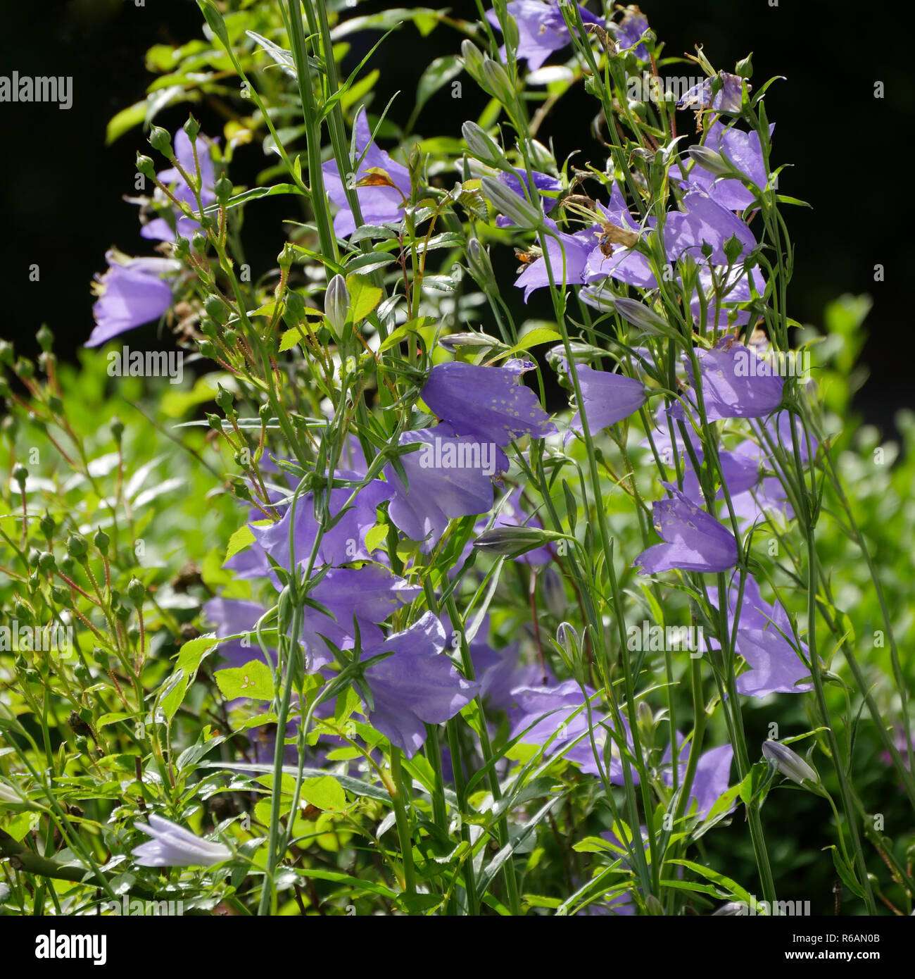 Bell Flowers, Campanula Stock Photo - Alamy