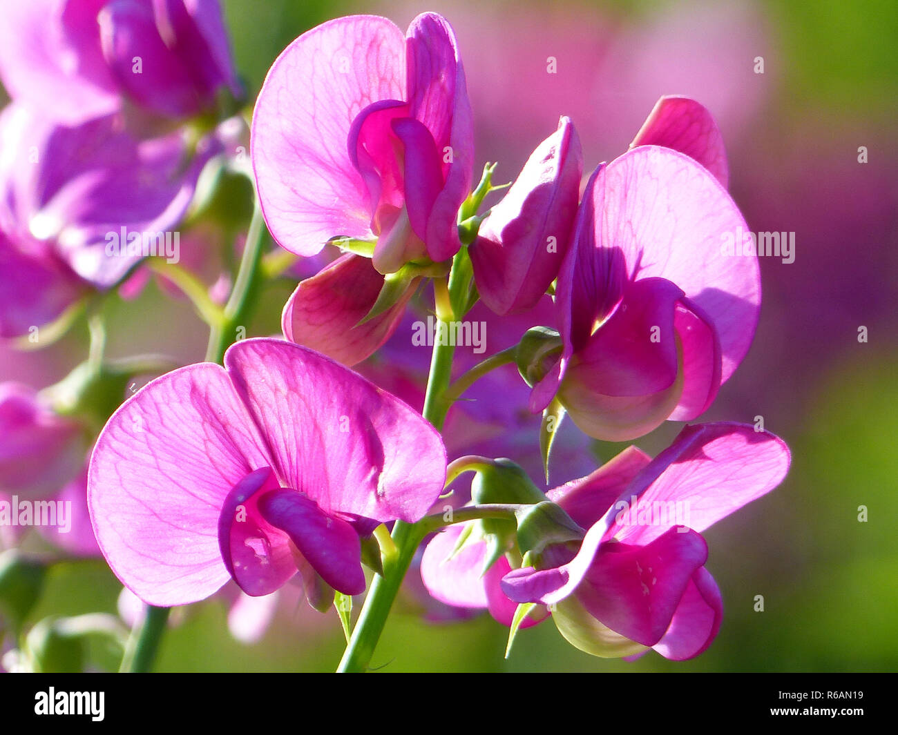 Pink vetches hi-res stock photography and images - Alamy