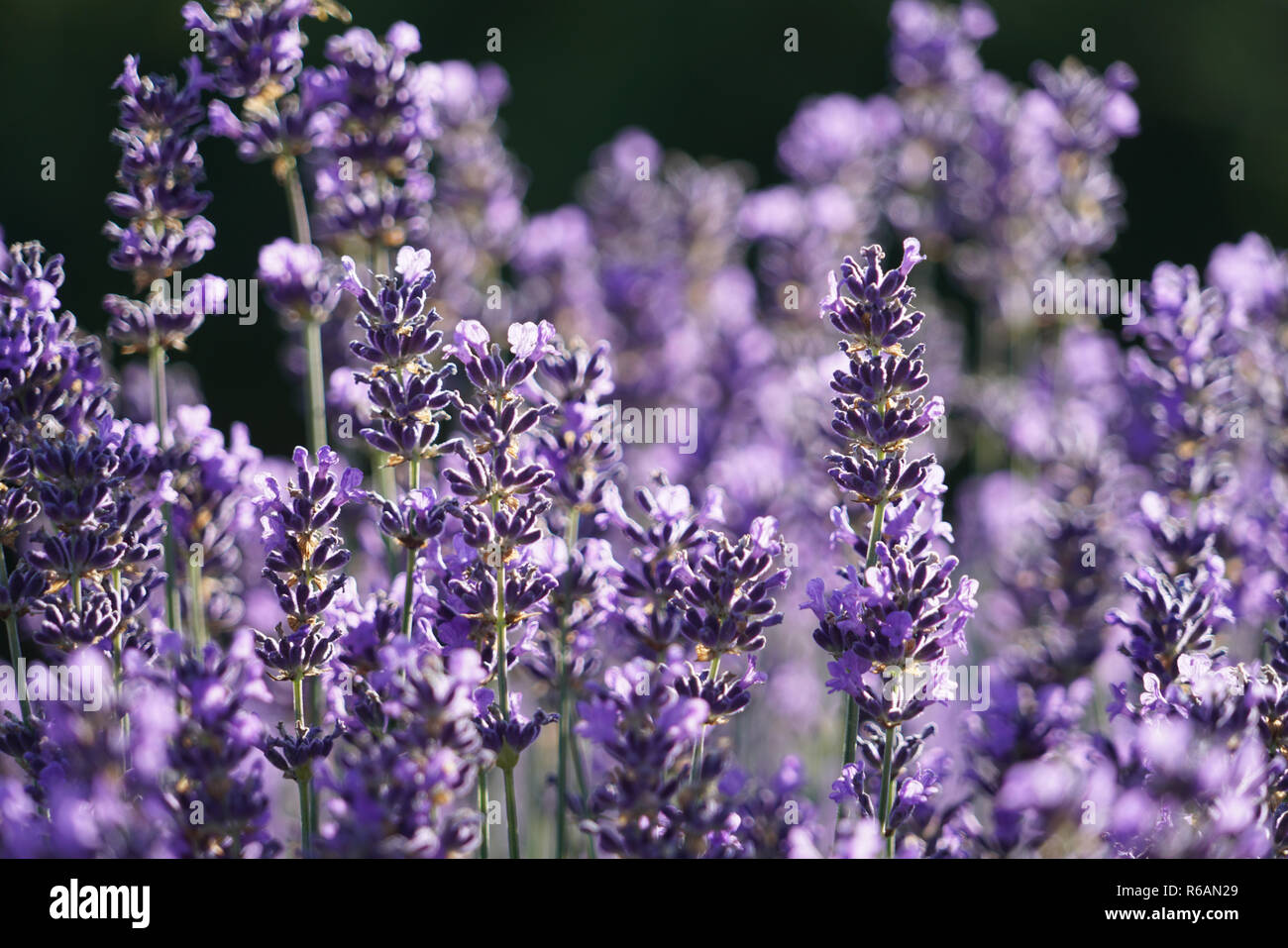 Genuine lavender hi-res stock photography and images - Alamy