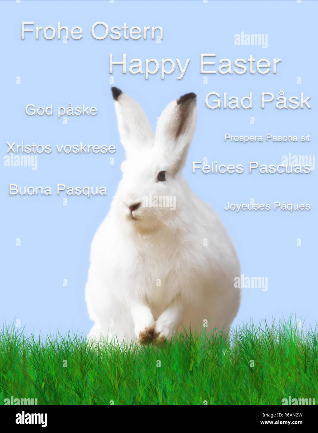 Greek rabbit hi-res stock photography and images - Alamy