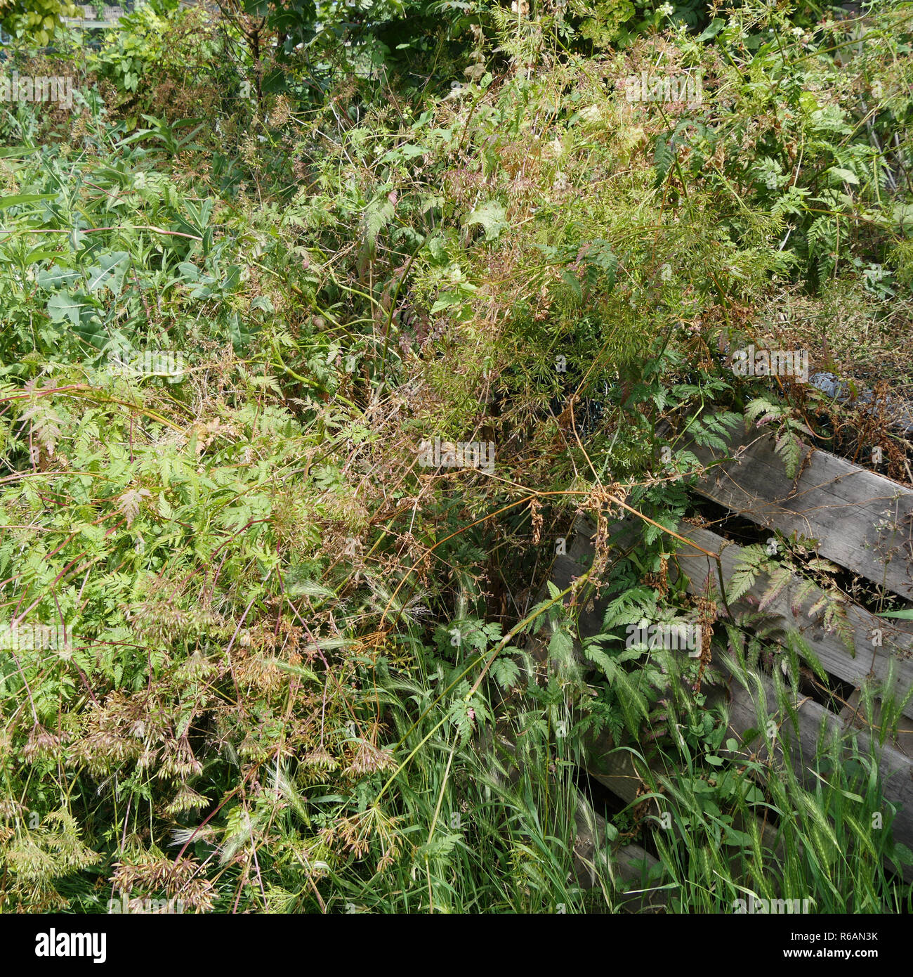 Enchanted place hi-res stock photography and images - Alamy