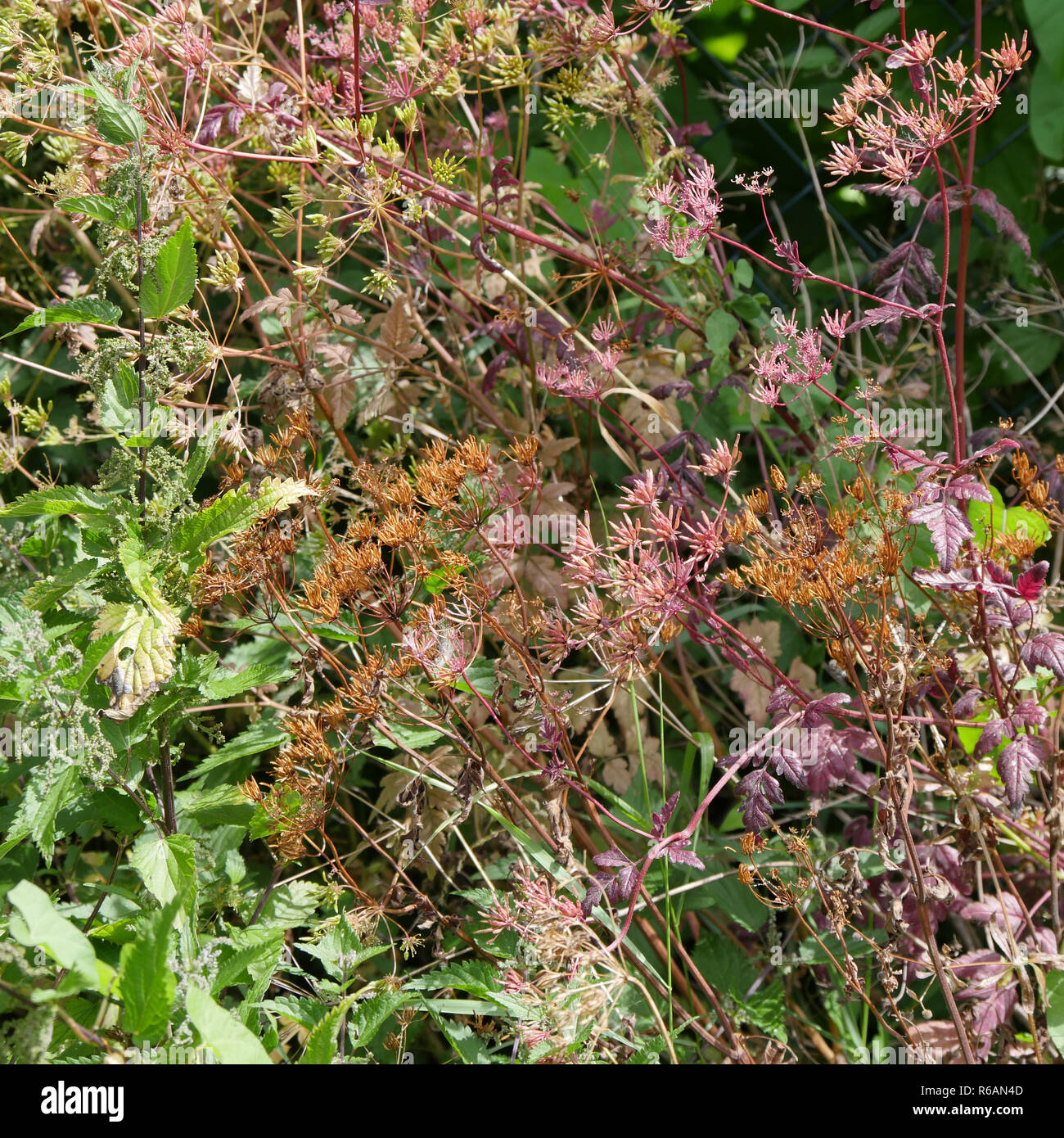 Enchanted Place In Garden Stock Photo - Alamy