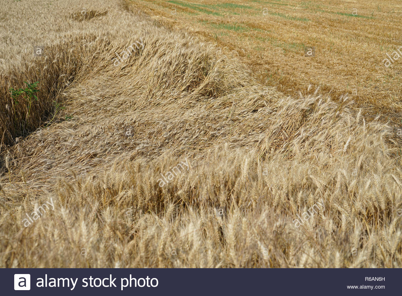 Cornstalks High Resolution Stock Photography and Images - Alamy