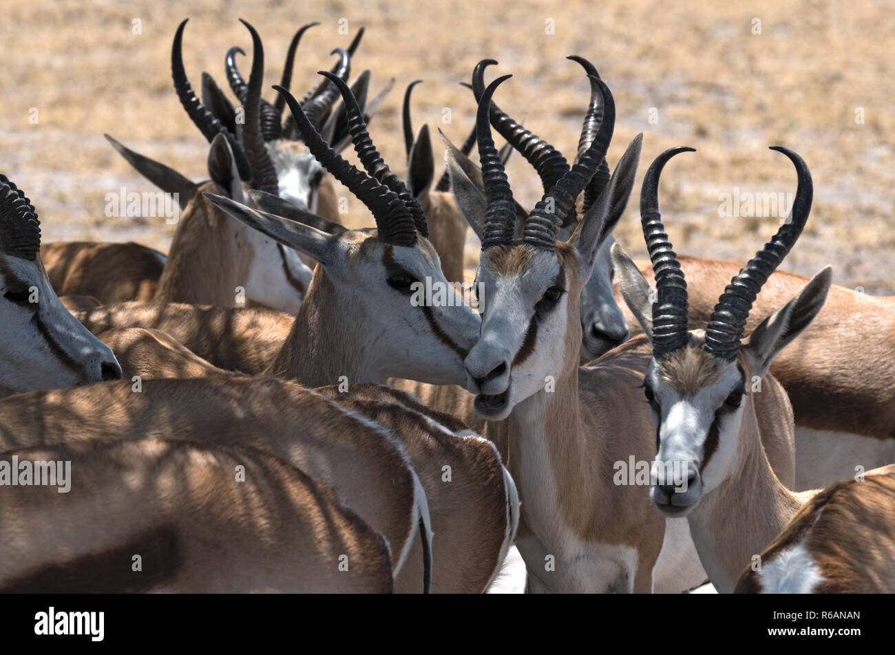 Black face impala hi-res stock photography and images - Alamy