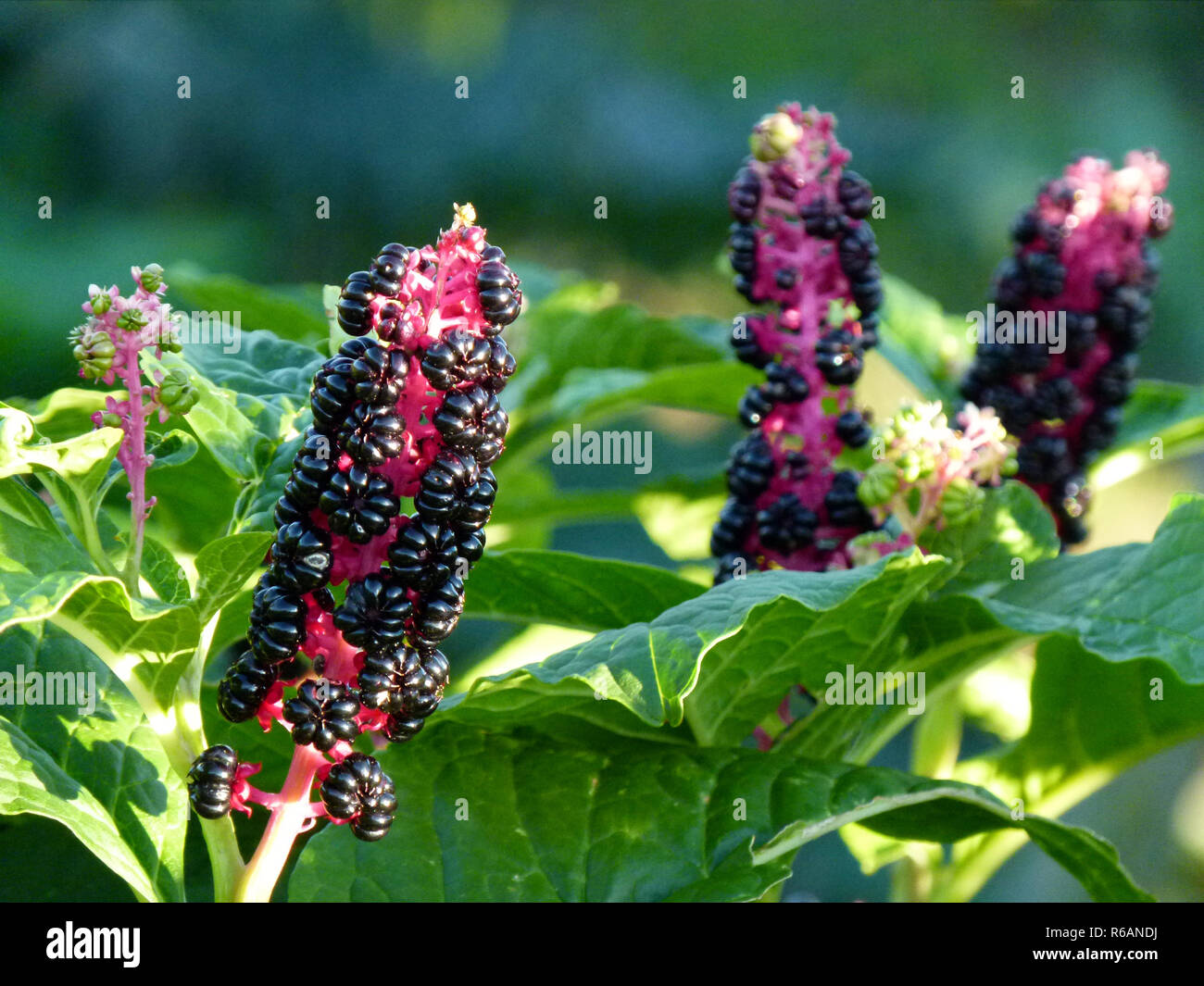 Pokeberries hi-res stock photography and images - Alamy