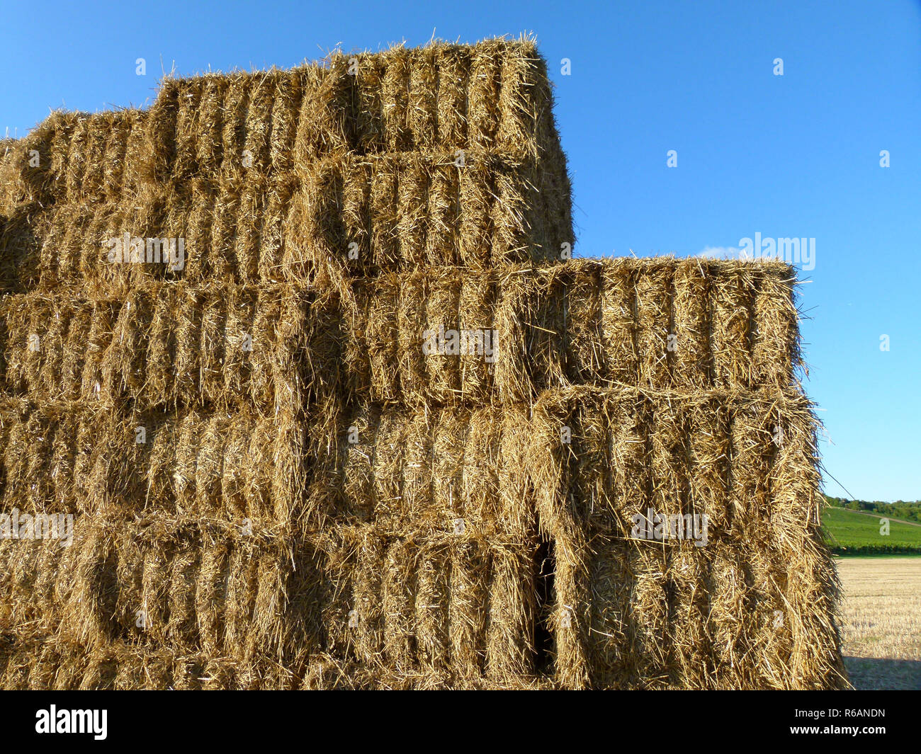 Stacked Straw Bales, Straw Ball Wall On Harvested Grain Field In Late ...