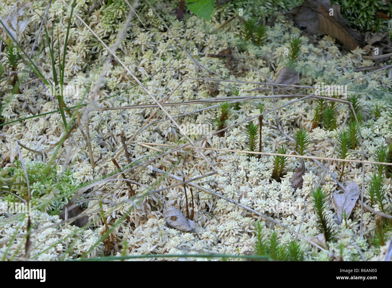 Peat moos hi-res stock photography and images - Alamy
