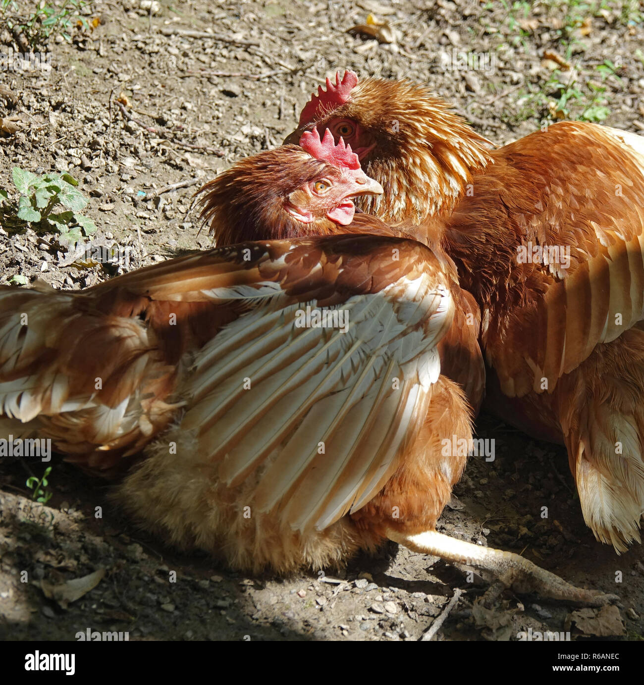 Chicken enjoying sun hi-res stock photography and images - Alamy