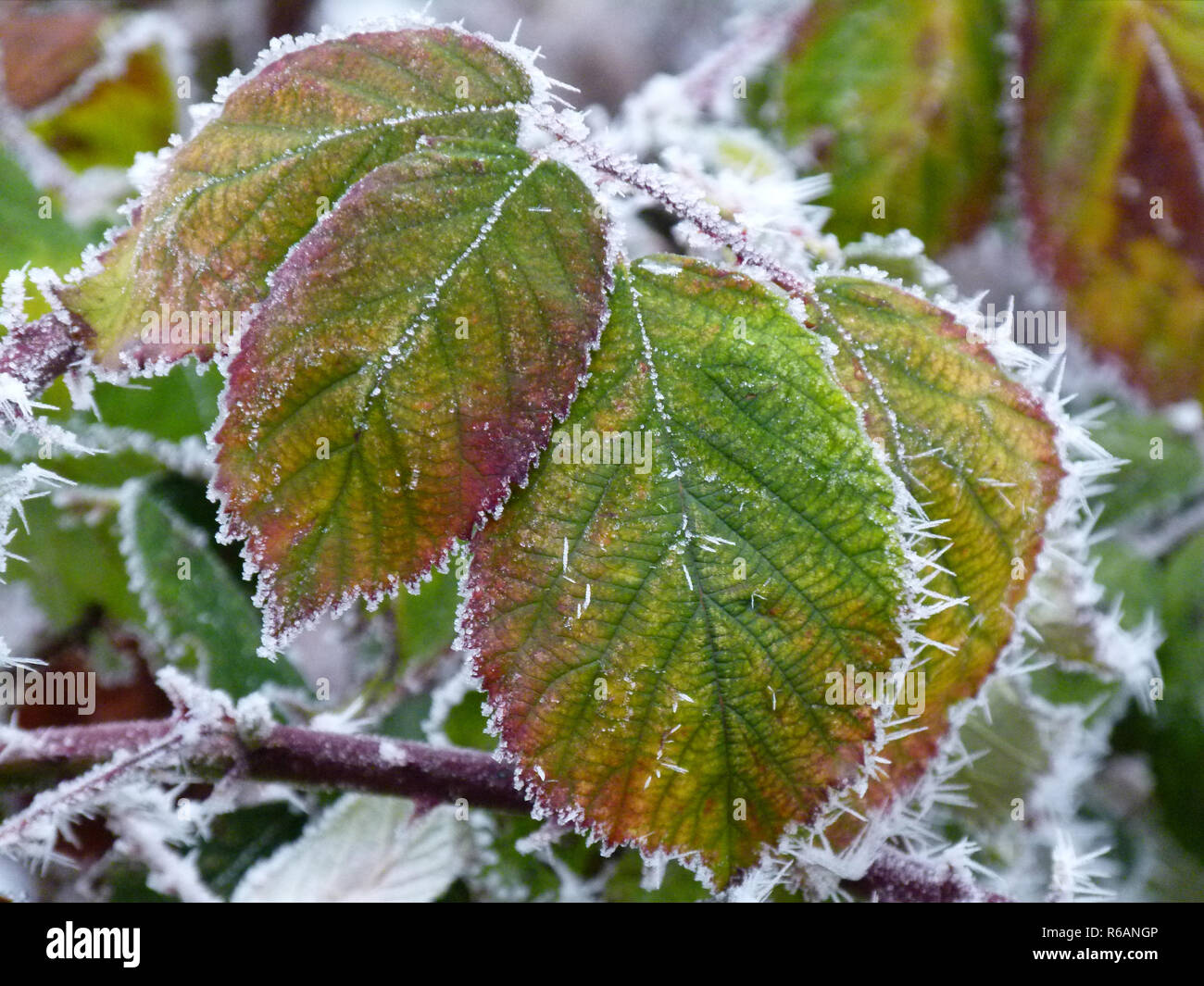 Bramble tendril hi-res stock photography and images - Alamy