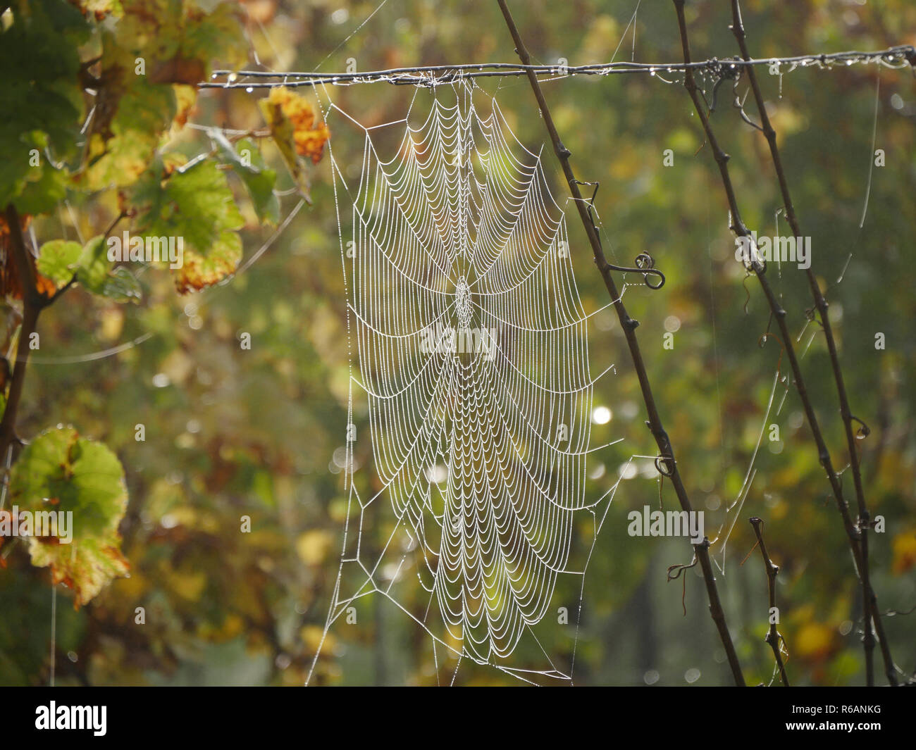 Large Spiderweb Hanging Between Vines Stock Photo - Alamy