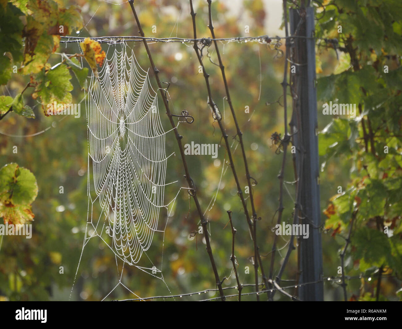 Filigree cobweb woven between plants hi-res stock photography and ...