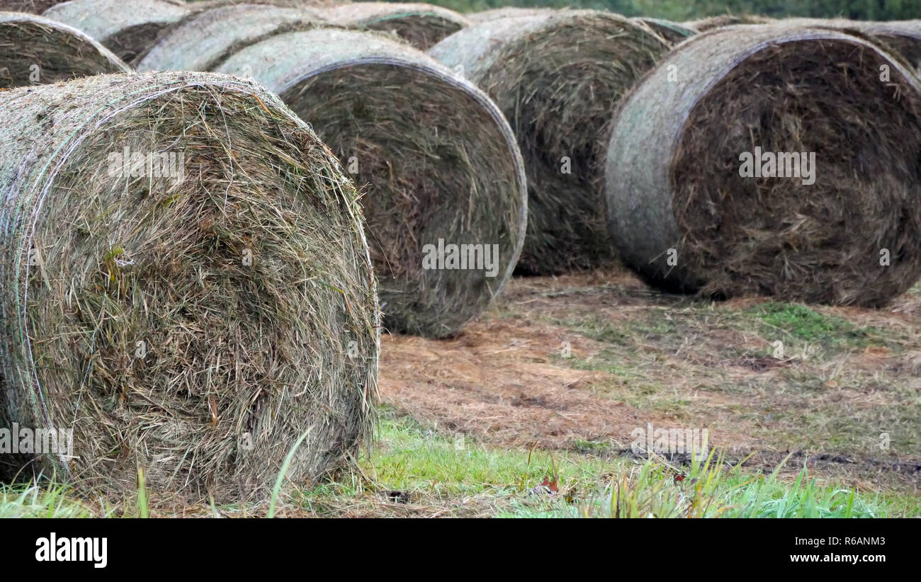 Hay bale in field bavaria hi-res stock photography and images - Alamy