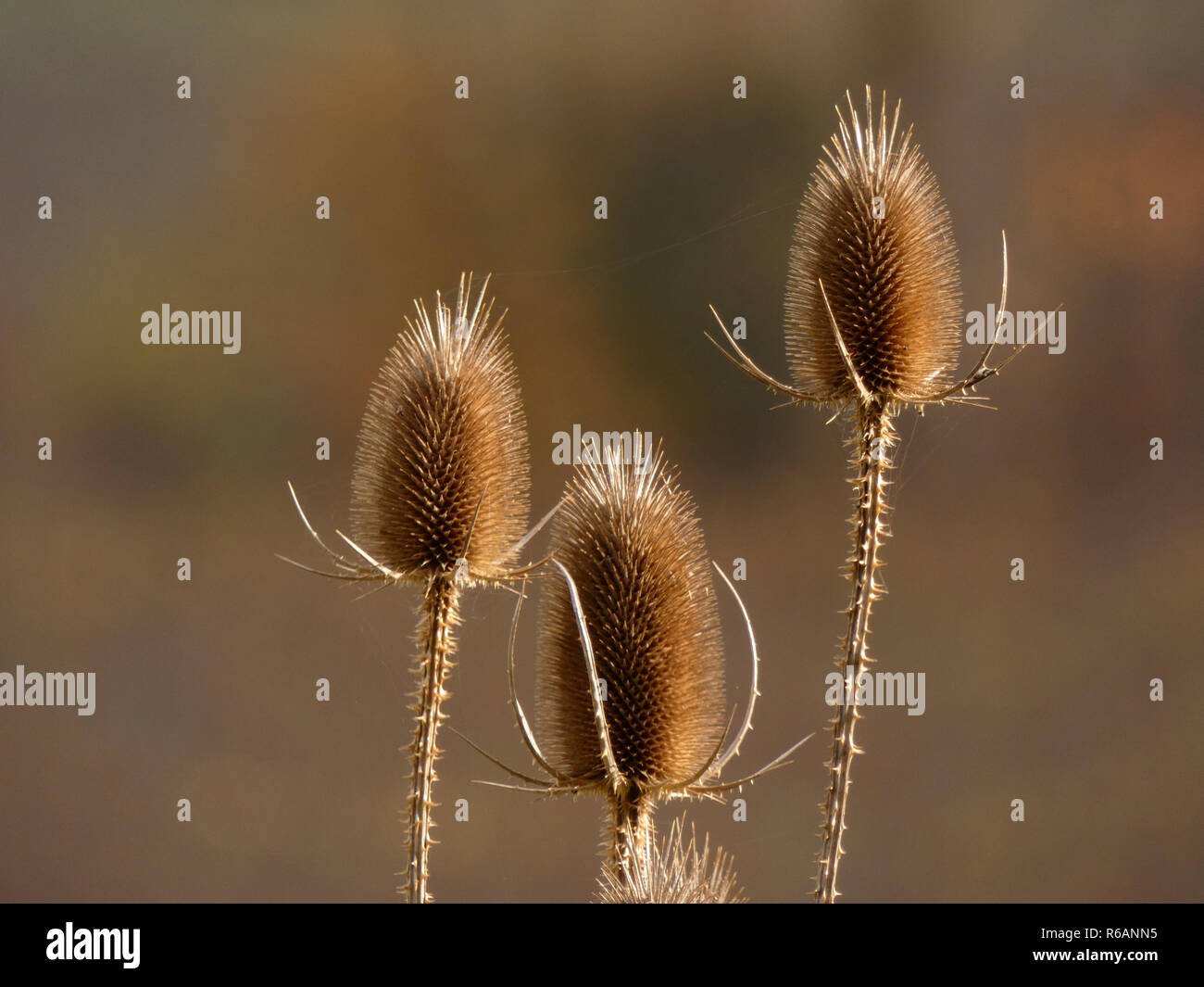 Wild Teasel In Autumn, Dipsacus Fullonum Stock Photo - Alamy