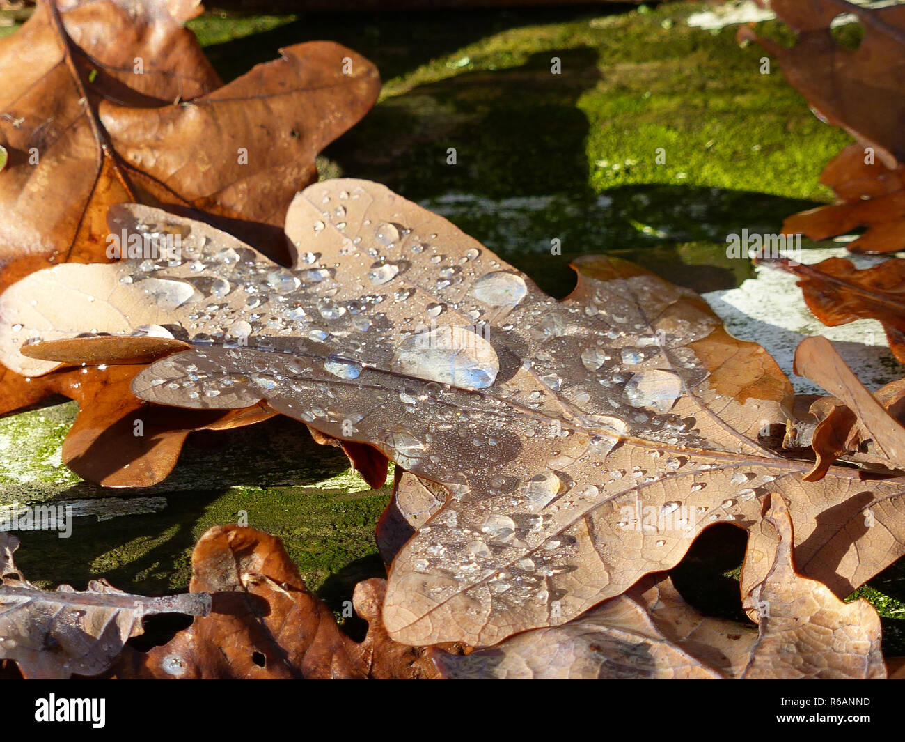 Oka leaf hi-res stock photography and images - Alamy