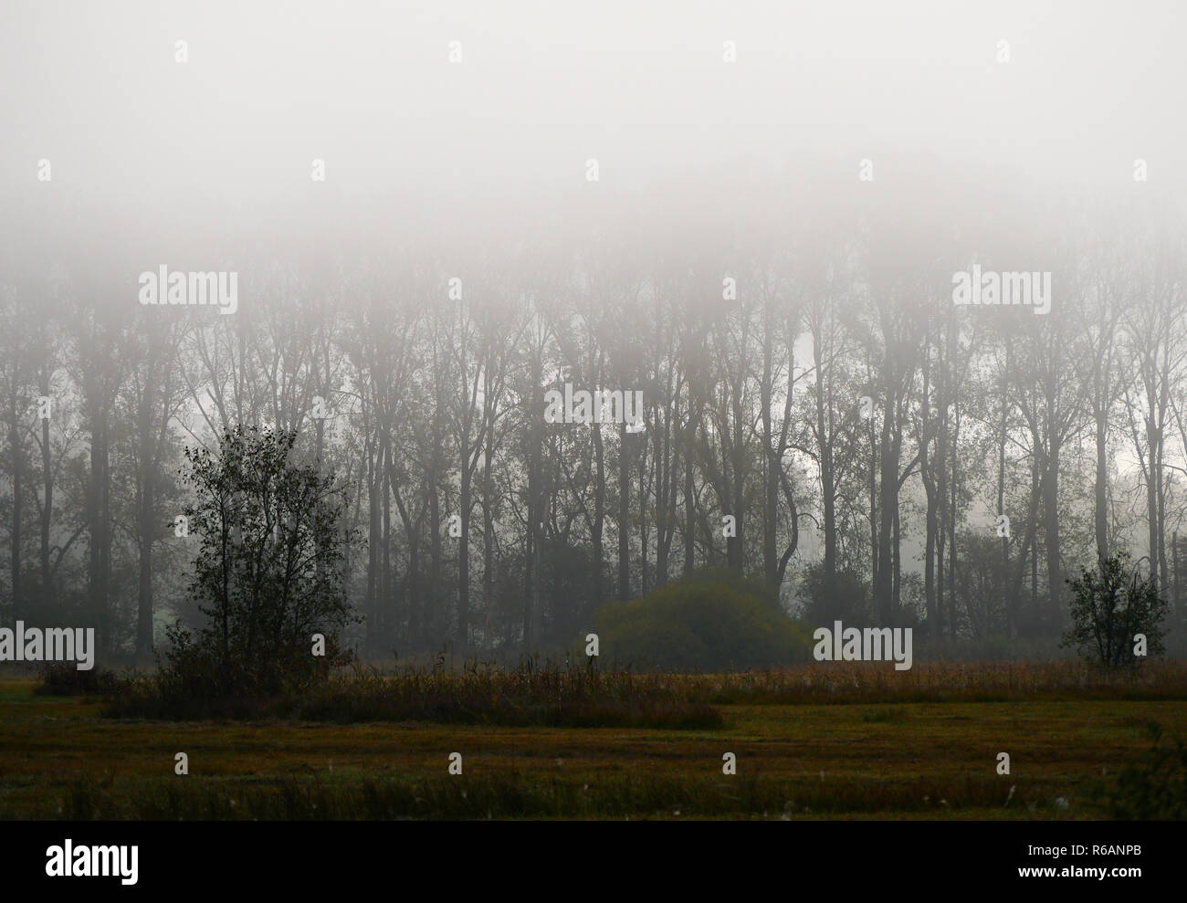 Early Morning In Ampermoss, River Valley Fen Near Ammersee In Upper ...