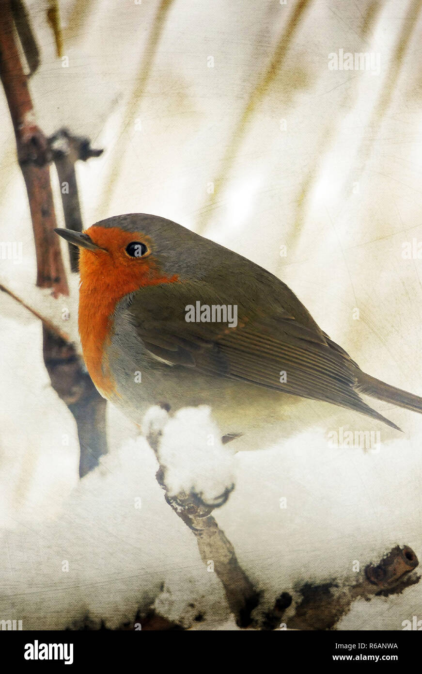 Bald robin hi-res stock photography and images - Alamy