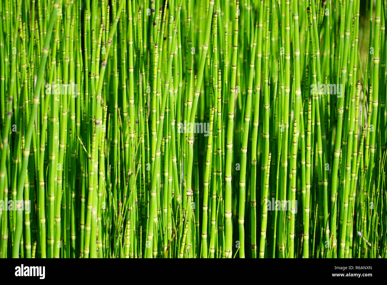 Abstract close up horsetails hi-res stock photography and images - Alamy