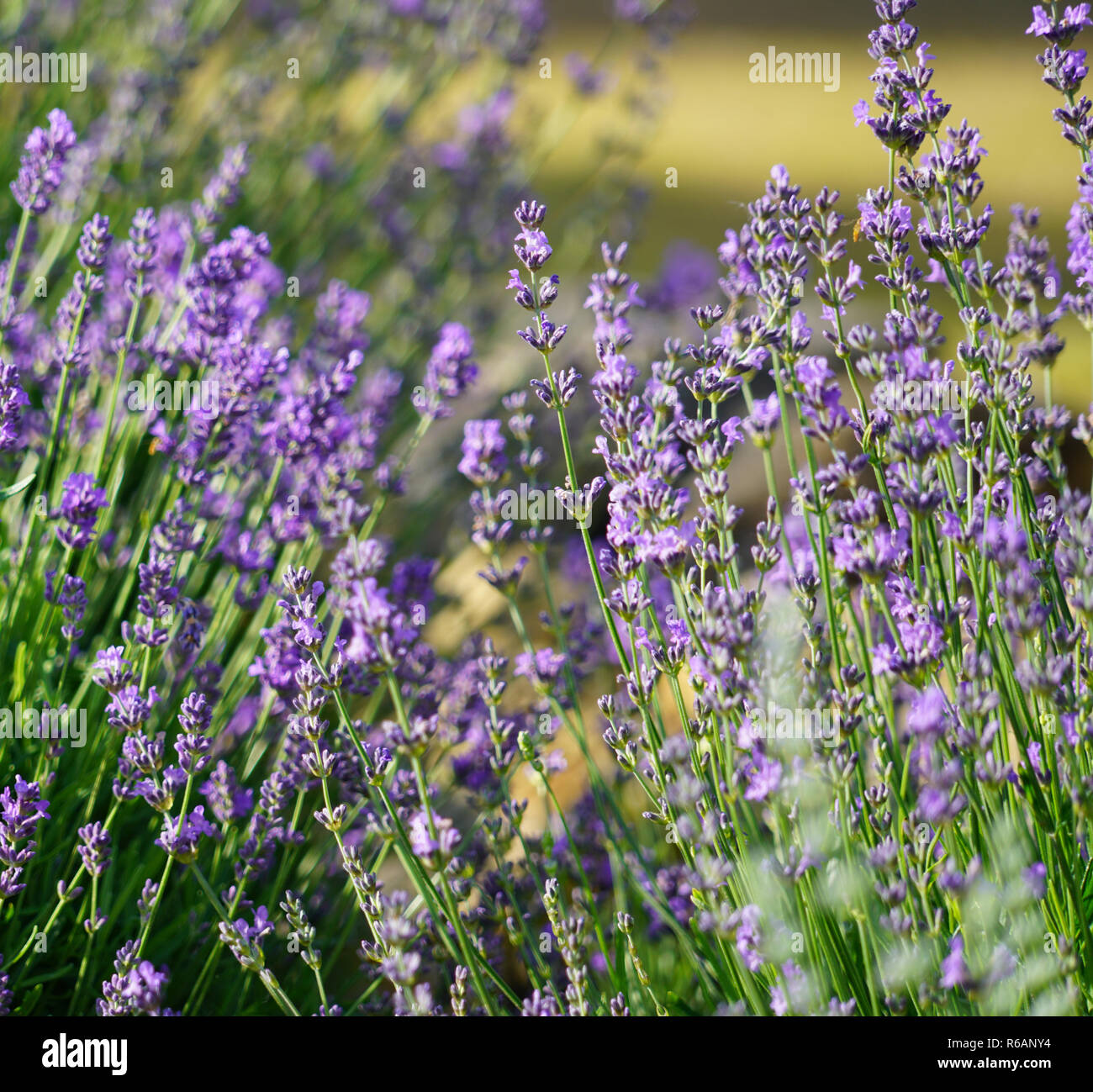 Lavender, Lavandula Angustifolia Stock Photo - Alamy